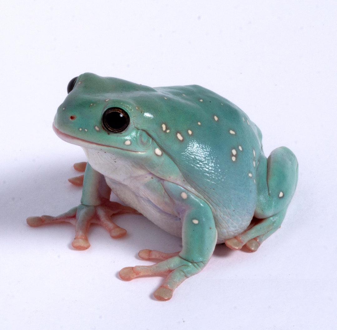 White's Tree Frog – Tree Frogger